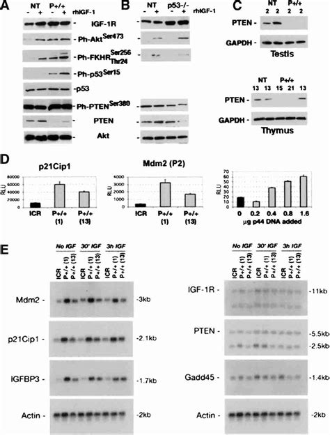 Altered Expression Of Igf Signaling Molecules In P44 Cells And Tissues