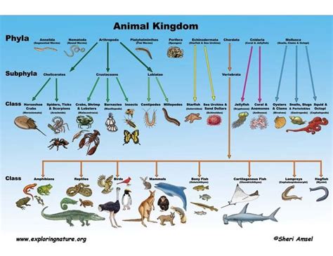 Classifying Organisms