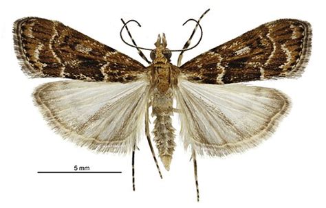 Scoparia Animosa Wikipedia