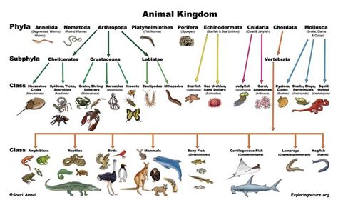 Classification Of Living Things Index Exploring Nature Educational