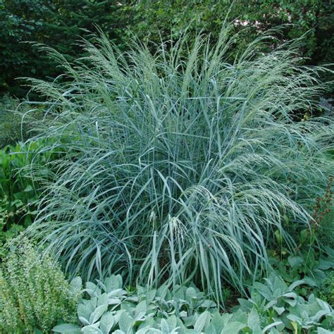 Panicum Amarum Dewey Blue Perennial Resource