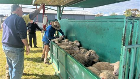 Sheep Handling Equipment Designed To Make Life Easier For Farmers With Worker Shortages Abc News