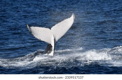 596 Whale Tail Slap Images, Stock Photos, 3D objects, & Vectors | Shutterstock