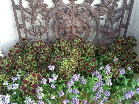 Planter Overflow Planters Plants Flooring