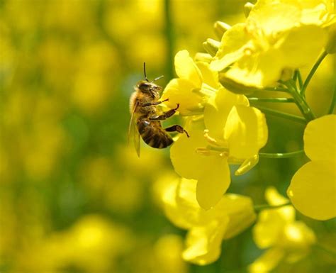 Семена многолетних трав купить с доставкой Россия недорого АСТ групп