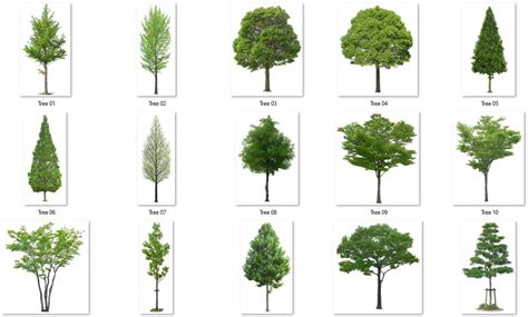 tree images to complement architecture visualization