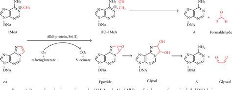 Figure 1 From Repair Of Dna Alkylation Damage By The Escherichia Coli