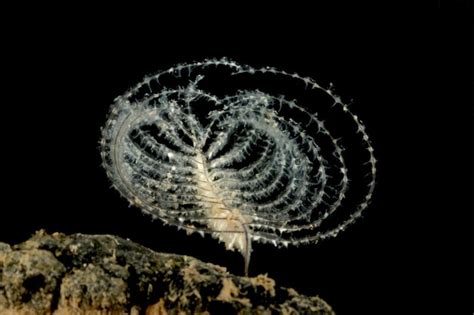 Shark Sex Lives Secrets Reveal Love Hurts But Wounds Heal Oceanographic