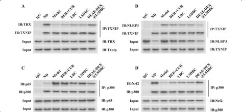 Deae Dex Lsdbc Promoted Trx Txnip And Nrf2 P300 Binding Liver Tissue