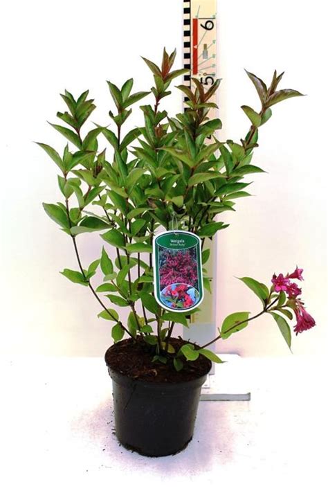 Weigela Bristol Ruby — Plant Wholesale Floraccess