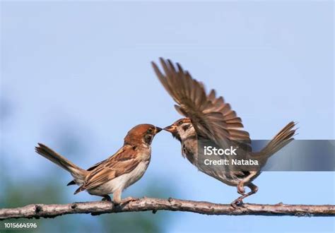 키스 하 고 그들의 날개를 흔들며에 공원에서 봄 두 작은 재미 있는 새 참새 2명에 대한 스톡 사진 및 기타 이미지 2명 새 명금 Istock