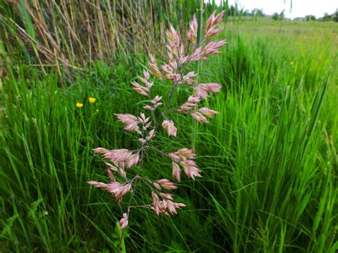 How To Grow Holcus Mollis Earthone