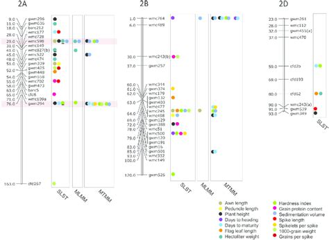 Ssr Genetic Linkage Maps Of Homoeologous Group 2 Chromosomes Showing Download Scientific