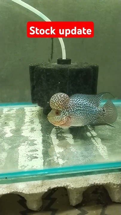 Kml Juvinile Flowerhorn Aquarium Competition Fish Aquariumfish