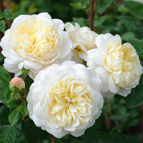 Crocus Rose | Roses' Name