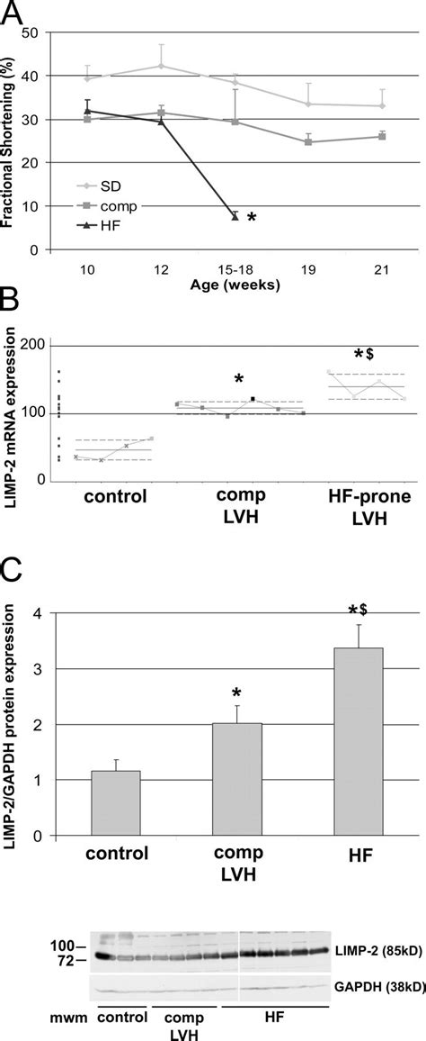 Increased Expression Of Limp 2 In Ren 2 Rats An Lv Biopsy Was Taken At