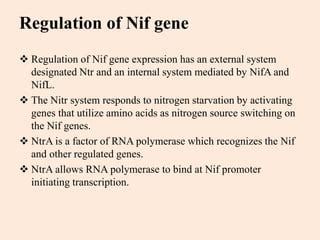 NITROGENASE ENZYME Pptx