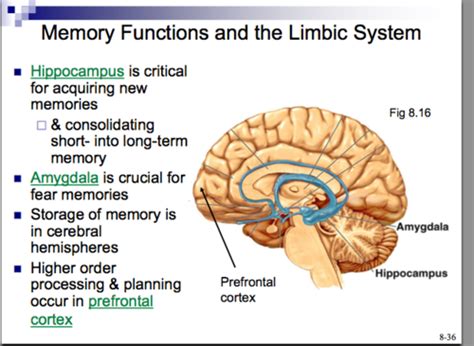 Prefrontal Cortex And Limbic System