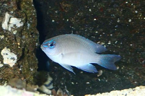 Chrysiptera Glauca • Fish Sheet