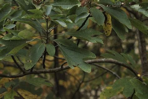 Sassafras Brandywine Native Garden Hub Sassafras Brandywine Native Garden Hub