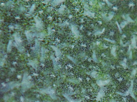 How To Use The Chilense Model Building Object Detection Api