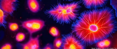 Fluorescent Image Depicting Vibrant Oligodendrocytes Under A Microscope Premium Ai Generated Image
