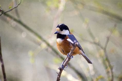 Varied Tit Bird Free Photos On