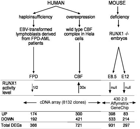 integrative analysis of runx1 downstream pathways and target genes