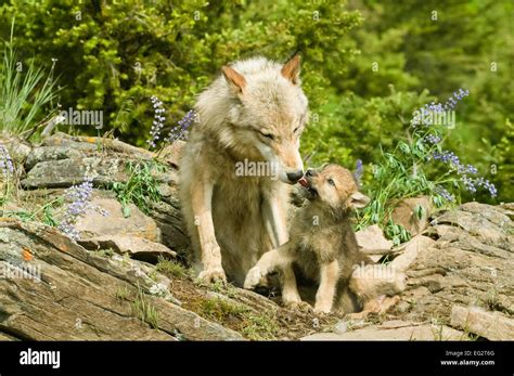 Gray Wolf Canis Lupis Pup Licking Kissing Mother Gray Wolf While