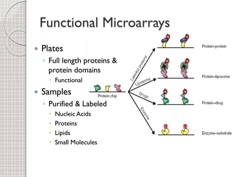 Ppt Protein Arrays Powerpoint Presentation Free Download Id6671286 Ppt Protein Arrays Powerpoint Presentation Free Download Id6671286