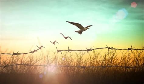 New Report On Restraint And Restrictive Practices In Australia