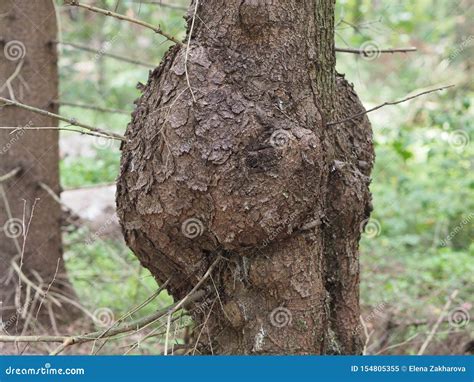 Unusual Tree Trunk With Surges Stock Image Image Of Extraordinary Exotic