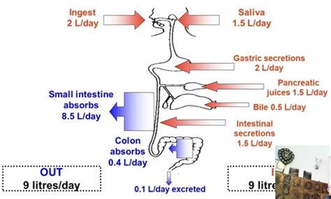 Fluid Balance Flashcards Quizlet