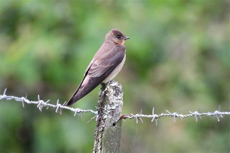Andorinha Serradora Amoaves