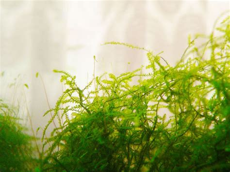 Java Moss The Ultimate Care And Growing Guide For Beginners