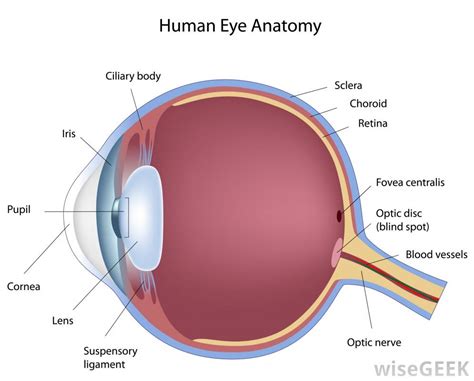Gross Anatomyphysiology Of The Eye Diagram Quizlet