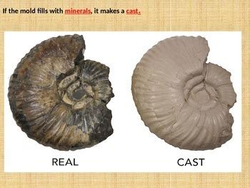 Fossils POWERPOINT WITH NOTES Rd Grade Science By Cammie S Corner