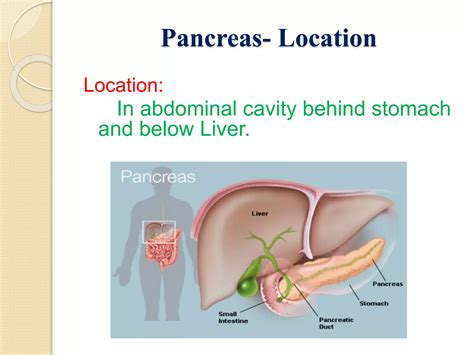 Pancreas Endocrine Function Ppt Pptx