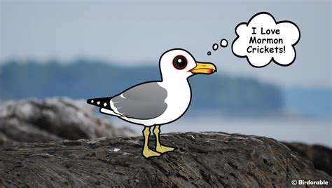 Utahs State Bird The California Gulls Place In History