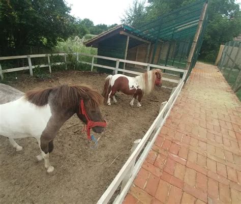 Team Building Etno Selo Armerić