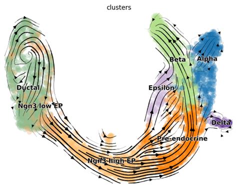 Rna Velocity With Scvelo Single Cell Transcriptomics With Python