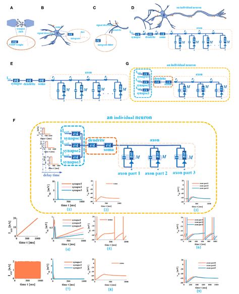 Figure 8 From Memristive Lif Spiking Neuron Model And Its Application In Morse Code Semantic