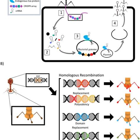 A Schematic Of Homologous Recombination Of Phage Receptor Binding