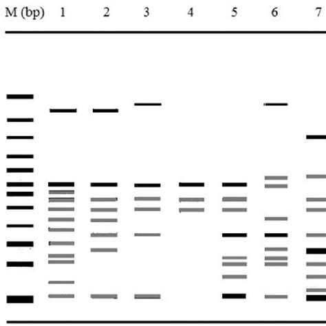dendrogram computed from inter simple sequence repeat fragment analysis