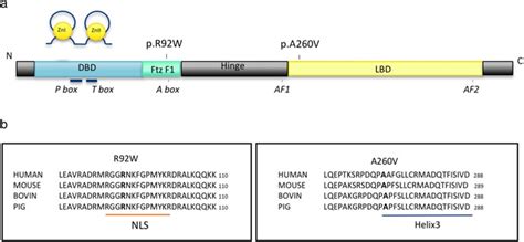 NR A Gene Variants Repress The Ovarianspecific WNT Signaling Pathway In XX Disorders Of Sex