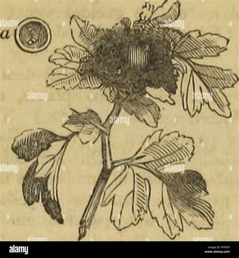 This Image Illustrates The Unique Architecture Created By The Hawthorn