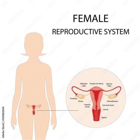 Human Anatomy Female Reproductive System Female Reproductive Organs