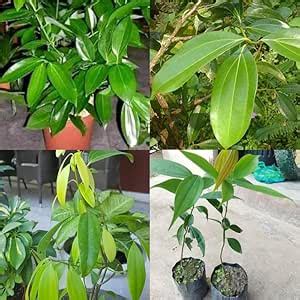 Tejpata Live Plant Live Bay Leaves Plant Tez Patta Cinnamomum