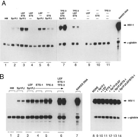 combinatorial effects of different enhancer binding proteins on hiv 1