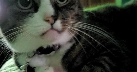 Delphi Album On Imgur